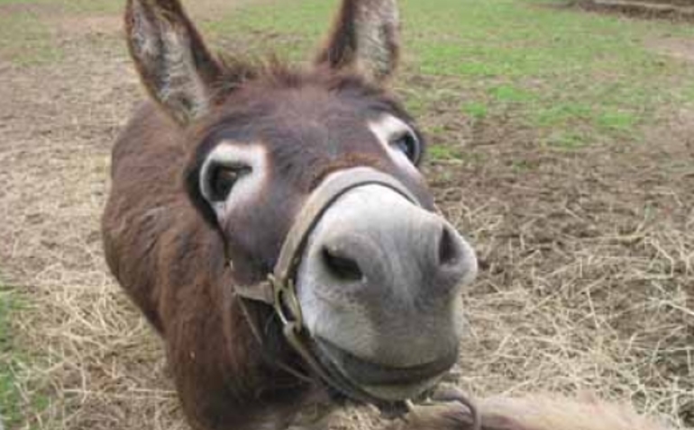 gomari | Portali Shqiptari.Net